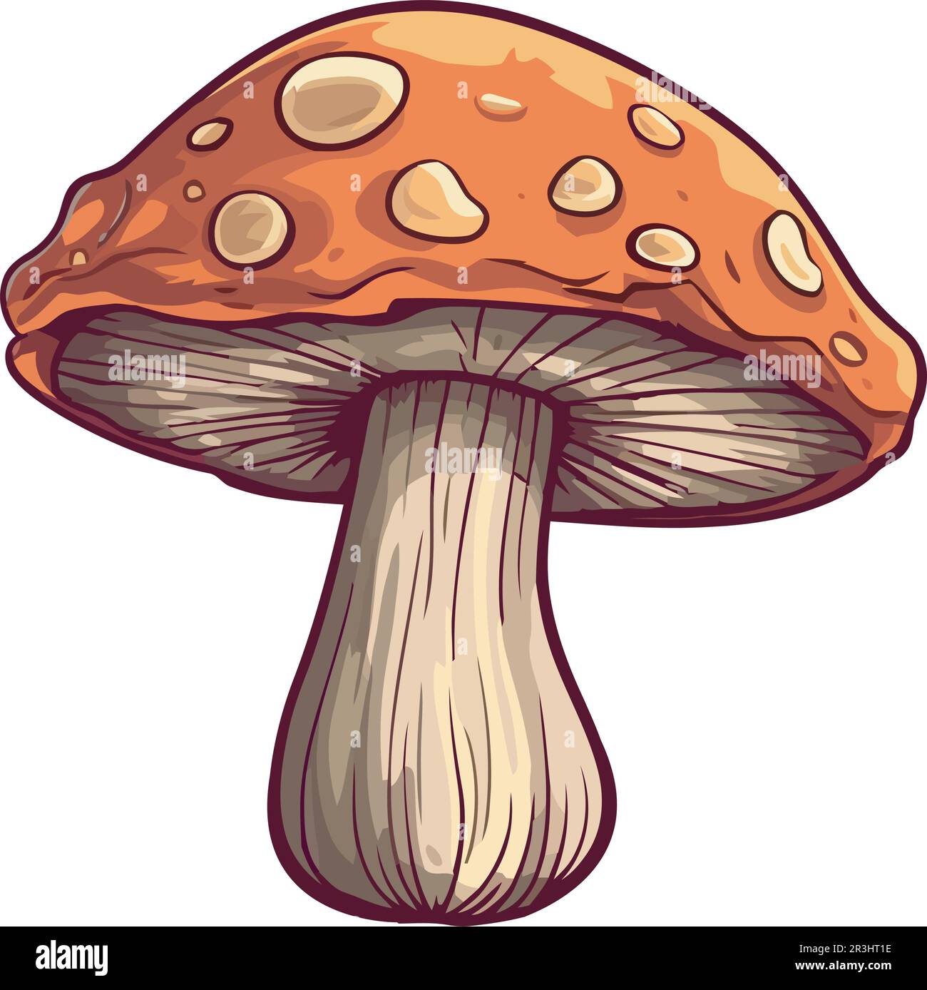 Food close up mushrooms Stock Vector Images - Alamy