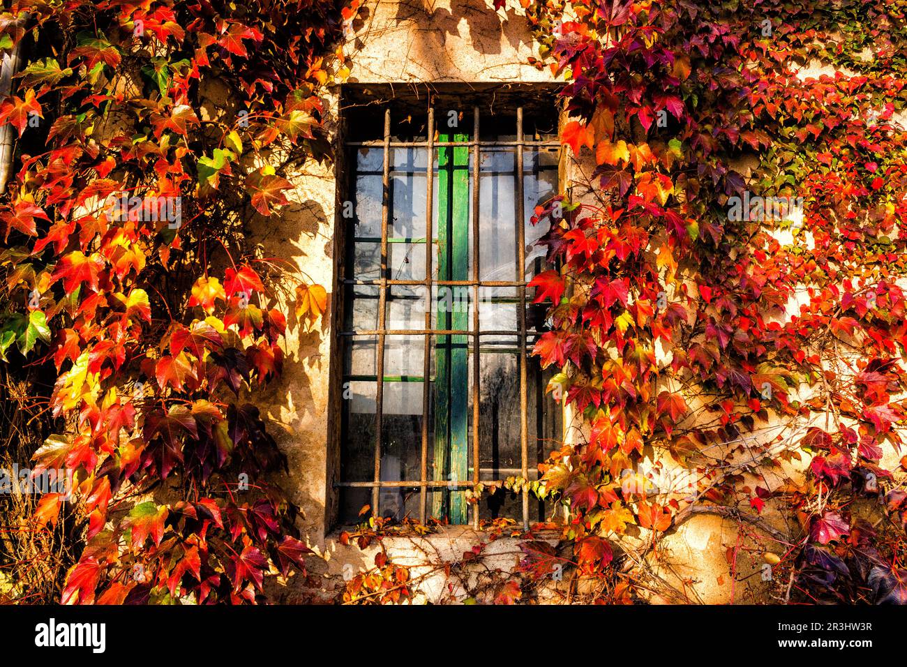 Boston ivy and iron grate window Stock Photo - Alamy