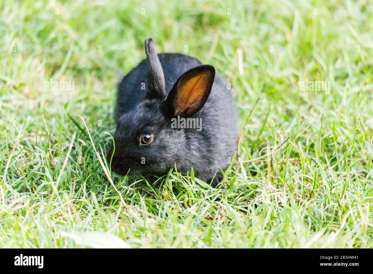 Black bunny in the grass Stock Photo - Alamy