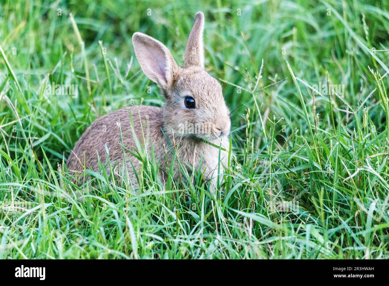 Brown bunnies hi-res stock photography and images - Alamy