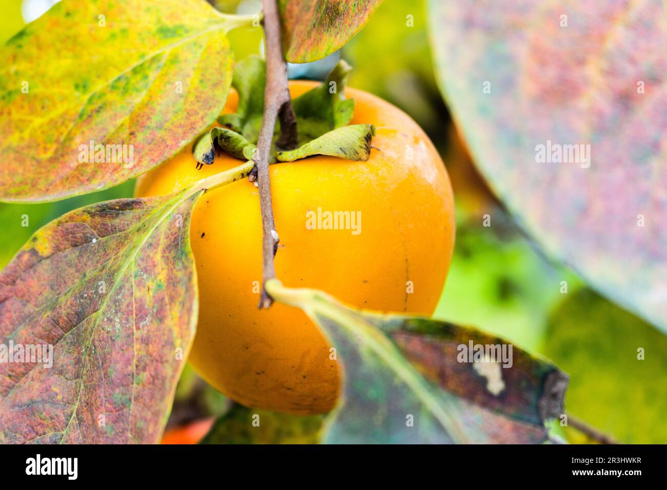 Persimmon tree leaves hi-res stock photography and images - Alamy