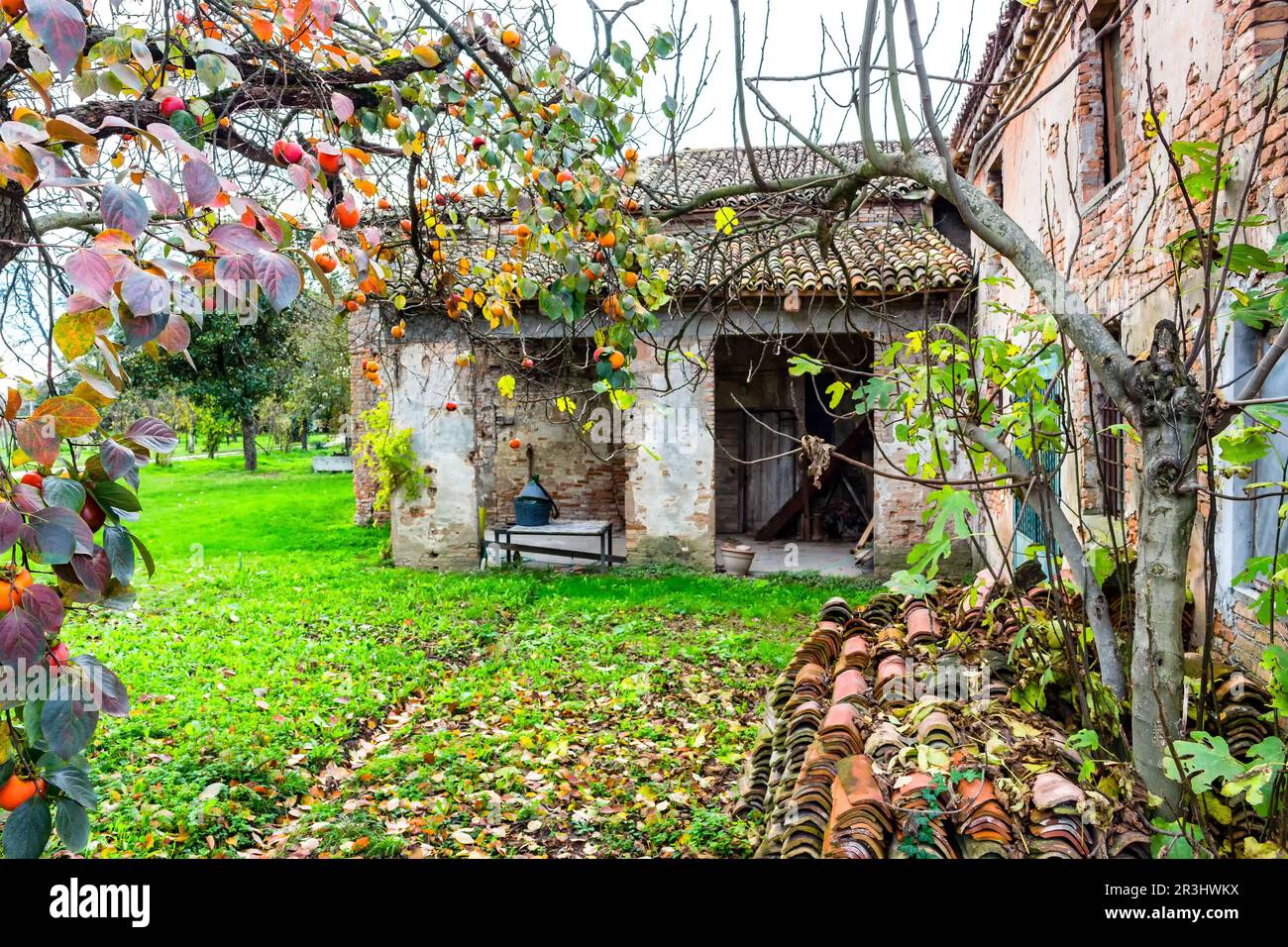 Persimmon tree and farmhouse Stock Photo - Alamy