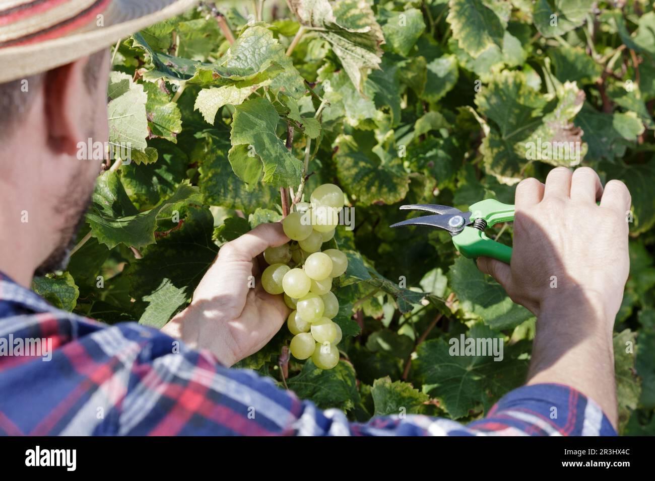 Rear view farmer cutting hi-res stock photography and images - Alamy