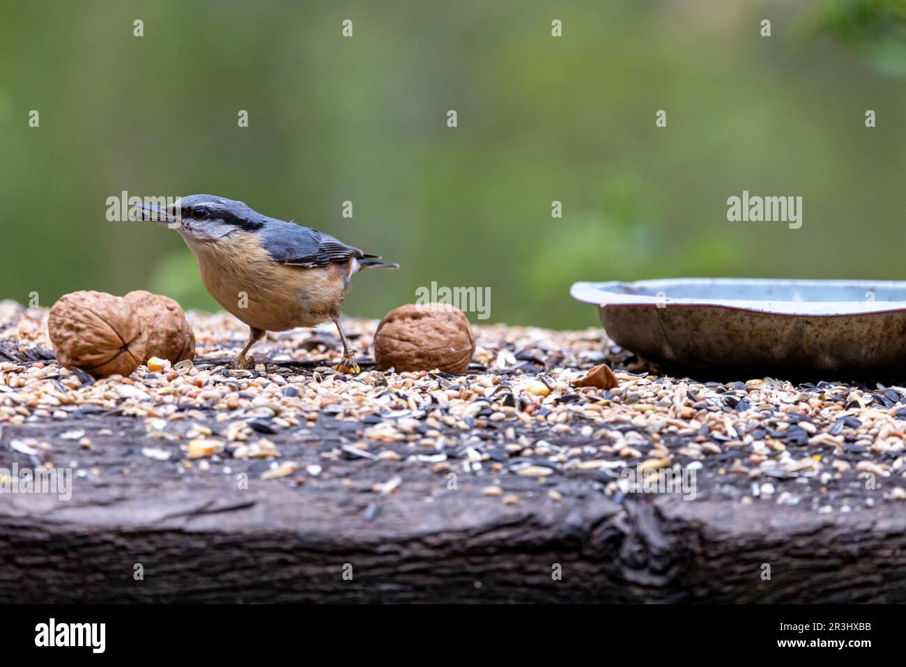 Fütterung Vögel Kleiber Stock Photo - Alamy