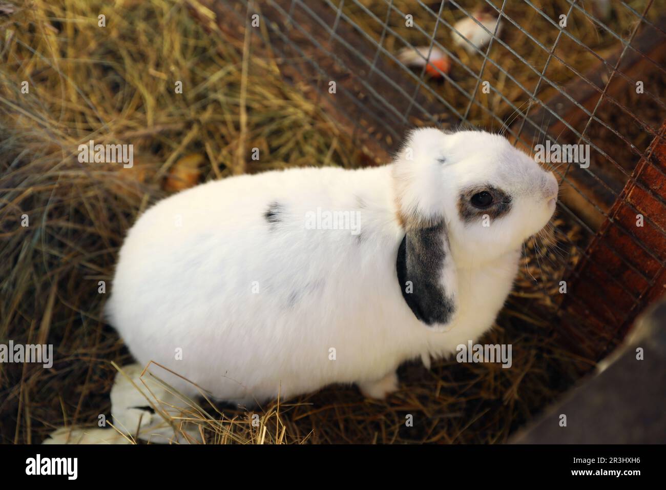 Cute fluffy bunny on hay in zoo, above view Stock Photo - Alamy