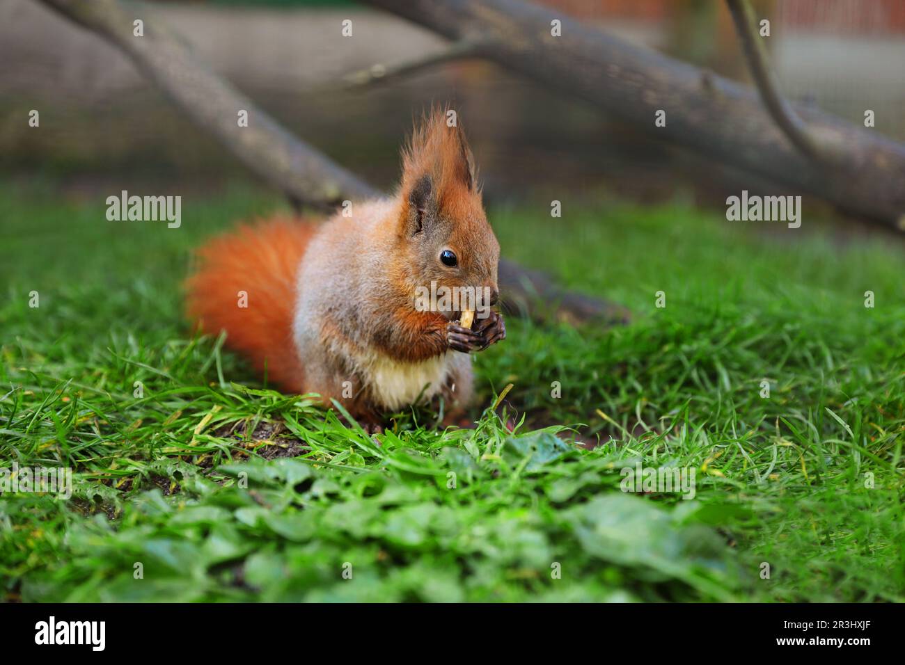 Cute squirrel eating on green grass in zoo Stock Photo - Alamy