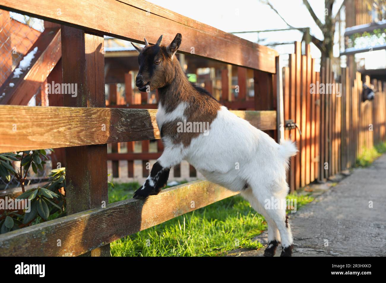 Cute goat inside of paddock in zoo Stock Photo - Alamy