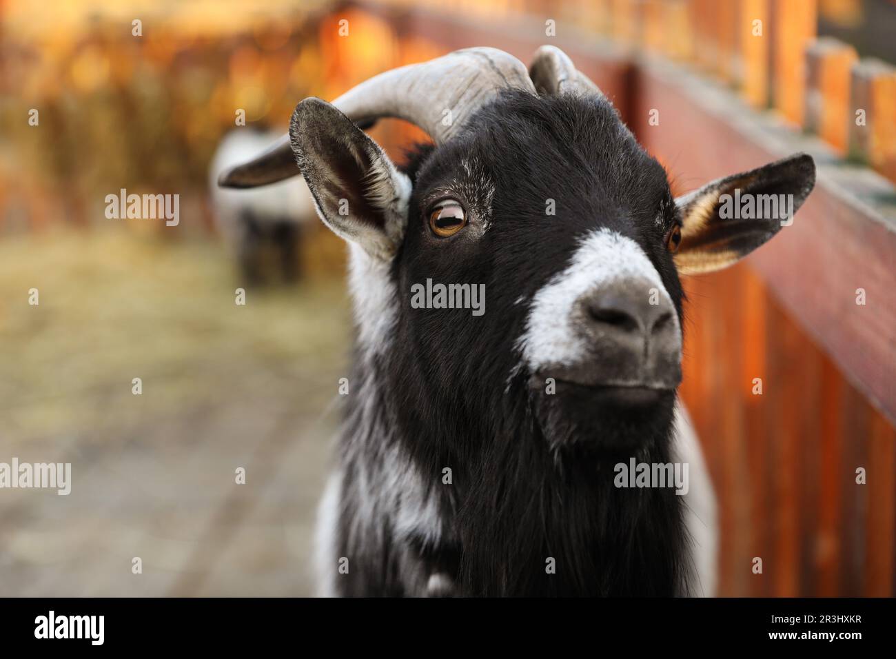 Cute goat inside of paddock in zoo, closeup view Stock Photo - Alamy