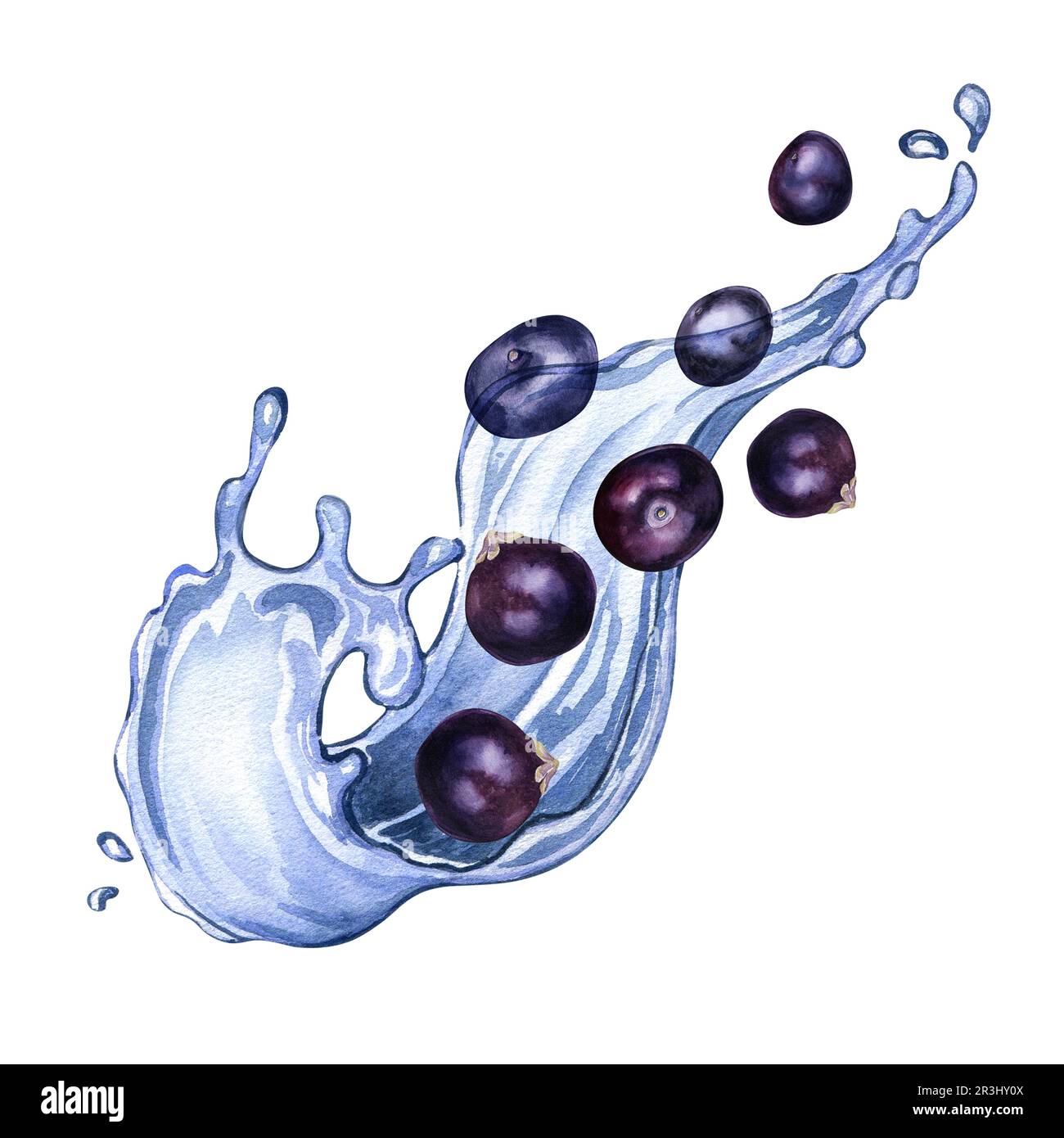 Acai berries on water splash watercolor illustration isolated on white ...