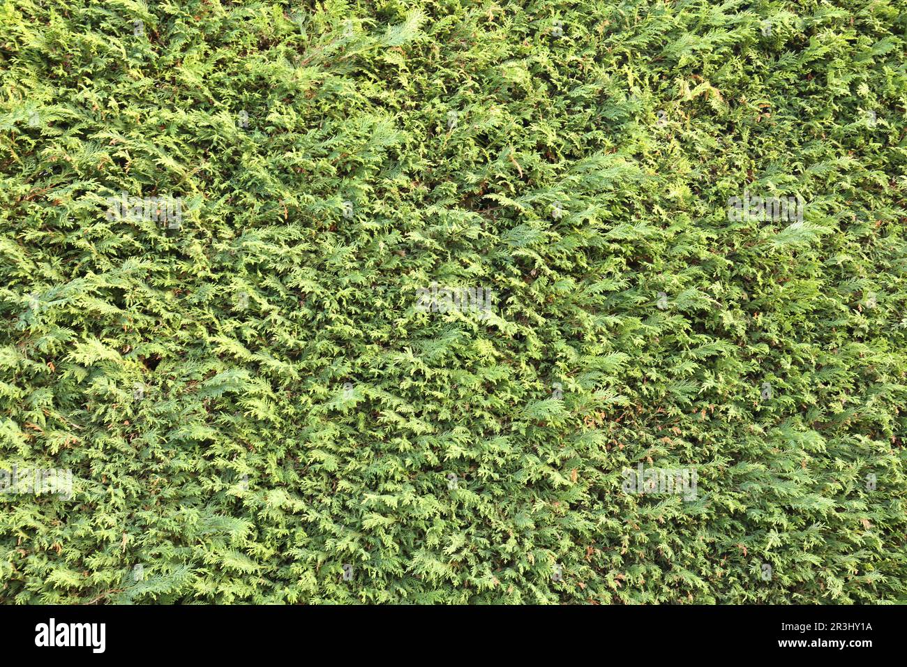 Closeup view of beautiful thuja tree with green branches Stock Photo ...