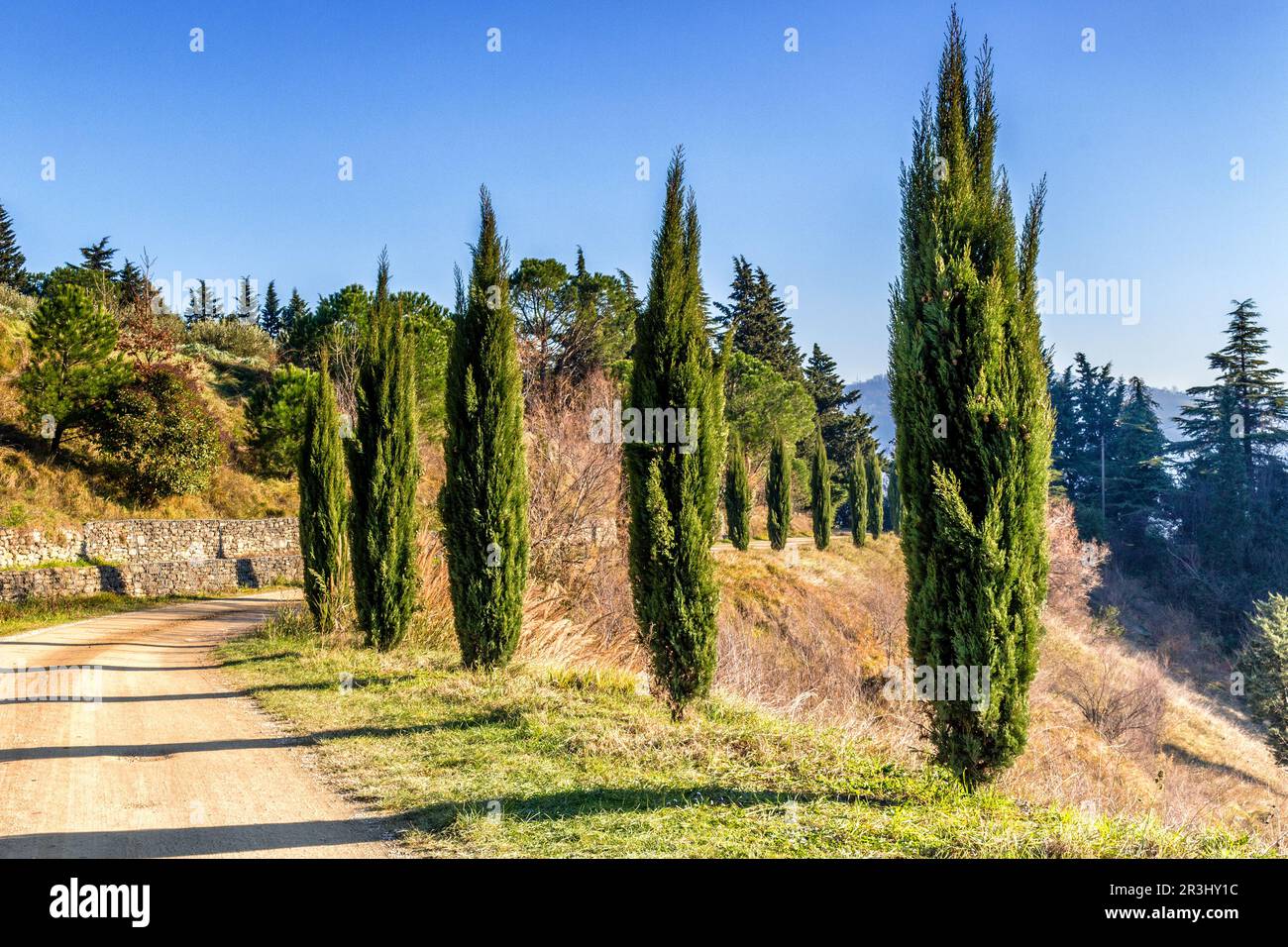 Country pathway bordered by cypresses Stock Photo - Alamy