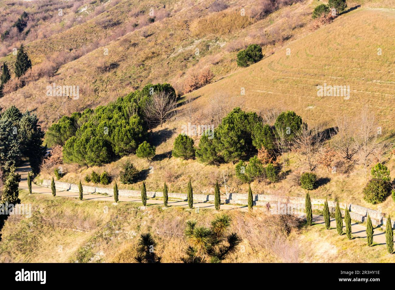 Country lane bordered by cypresses Stock Photo - Alamy