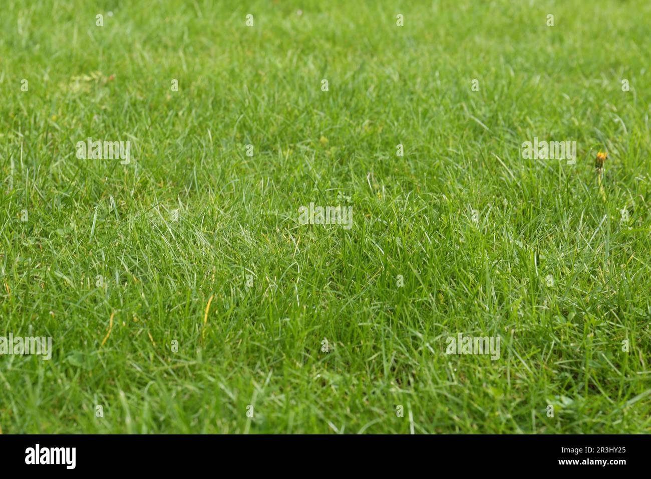 Beautiful lawn with green grass growing outdoors Stock Photo - Alamy