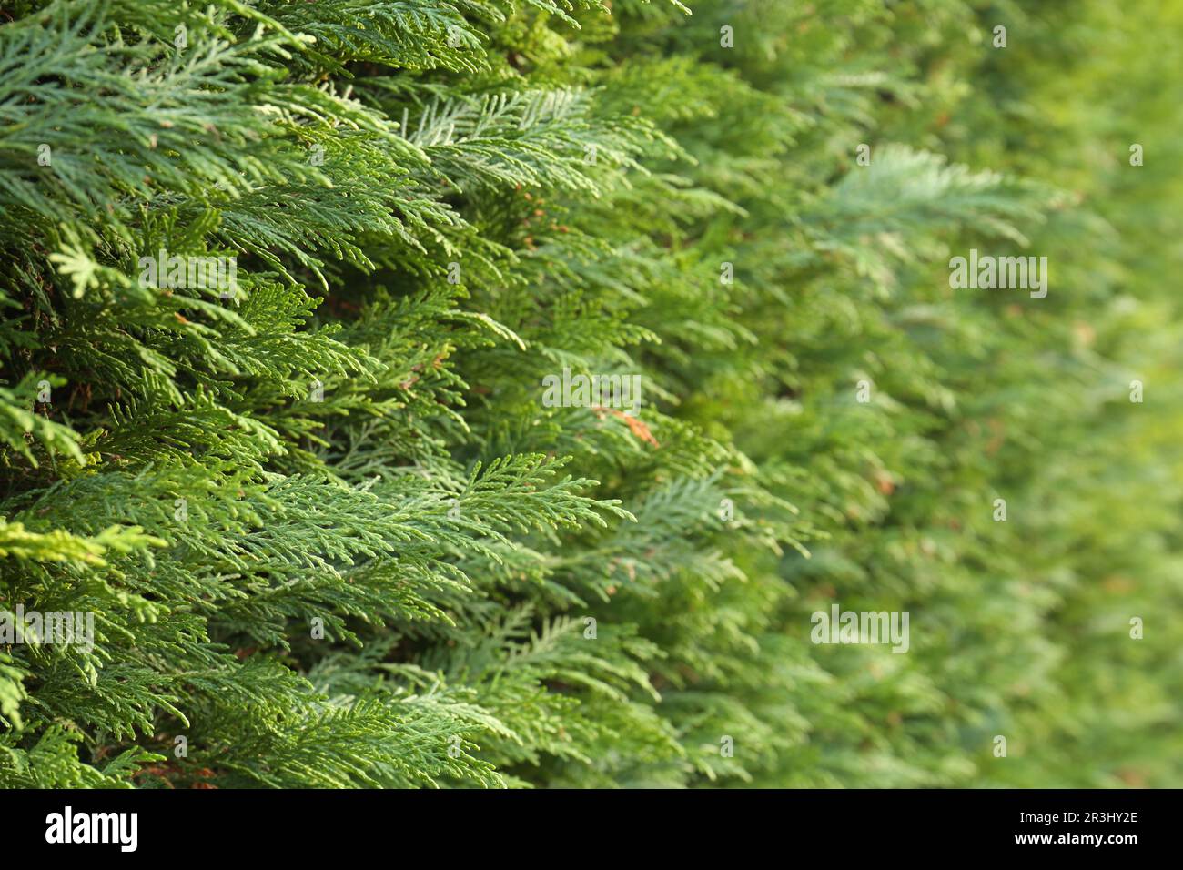 Closeup view of beautiful thuja tree with green branches Stock Photo ...