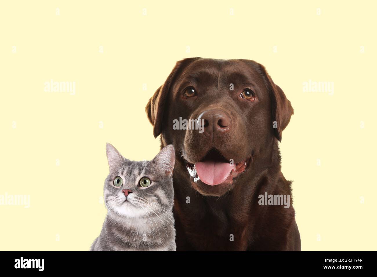 Happy pets. Chocolate Labrador Retriever and cute grey tabby cat on ...