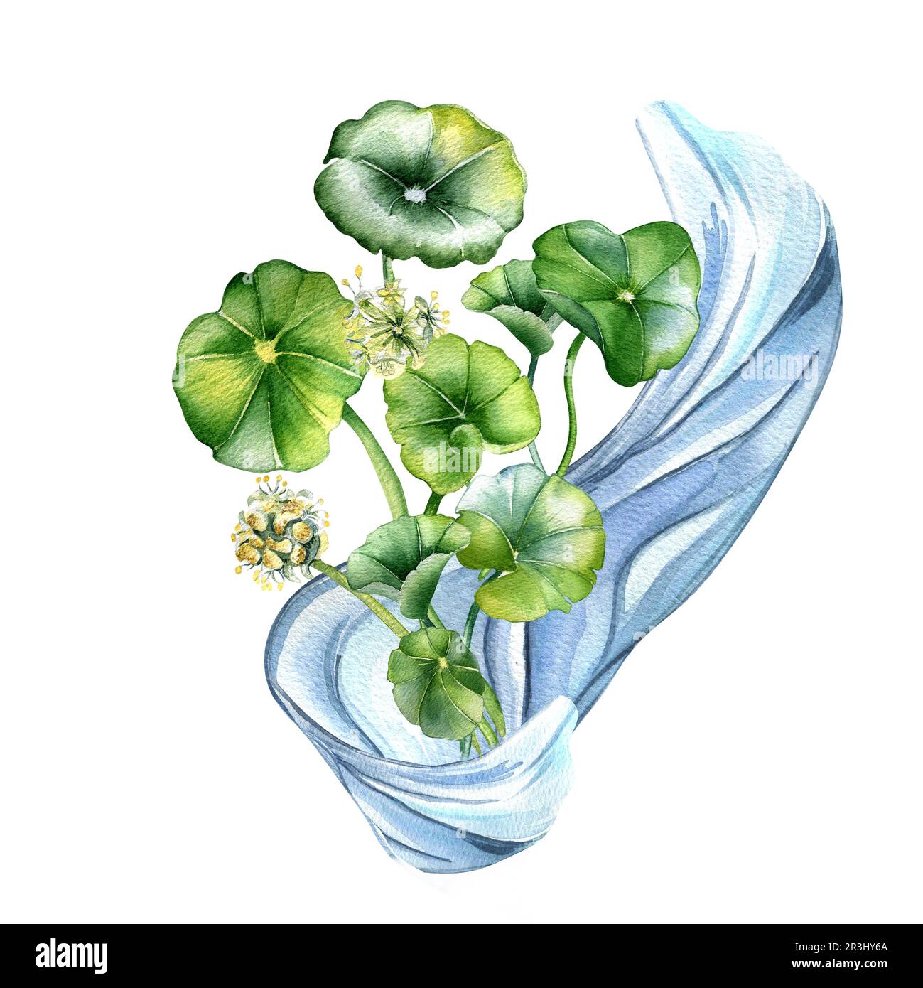 Centella asiatica herbal plants composition watercolor illustration ...