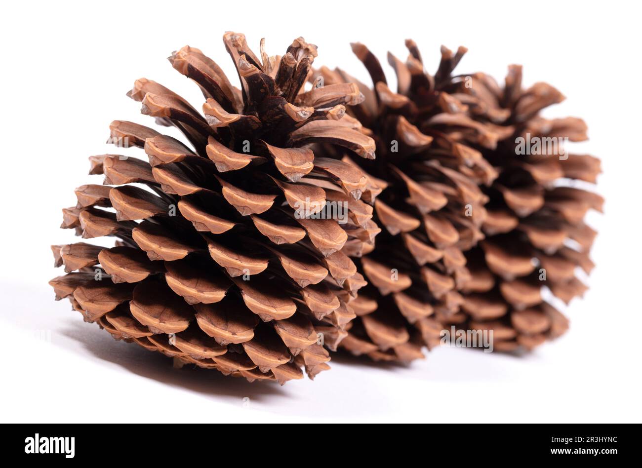 Detail of a large pine cone, isolated on white Stock Photo - Alamy