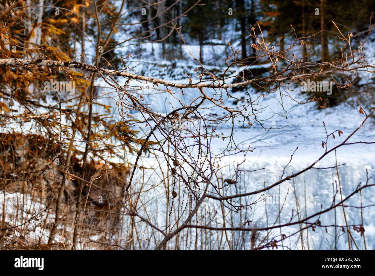 Branches with background of mountain stream in the middle of snow and ...