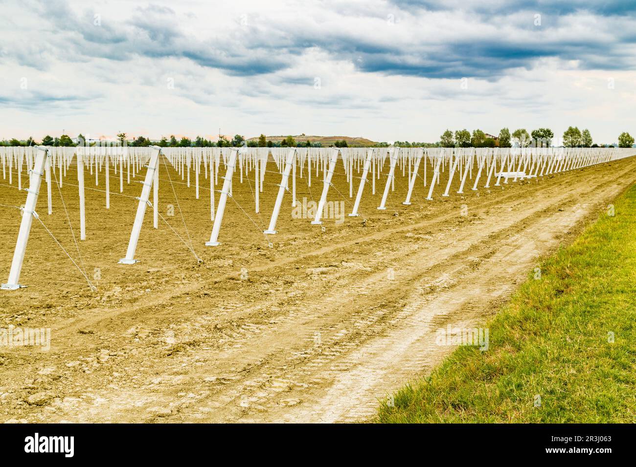 Rows of precast poles to support fruit trees Stock Photo - Alamy