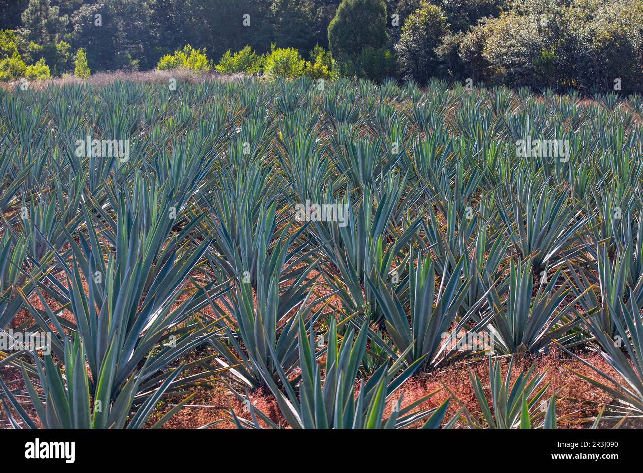 Ecological Blue Agave Cactus, Oaxaca, Mexico Stock Photo - Alamy