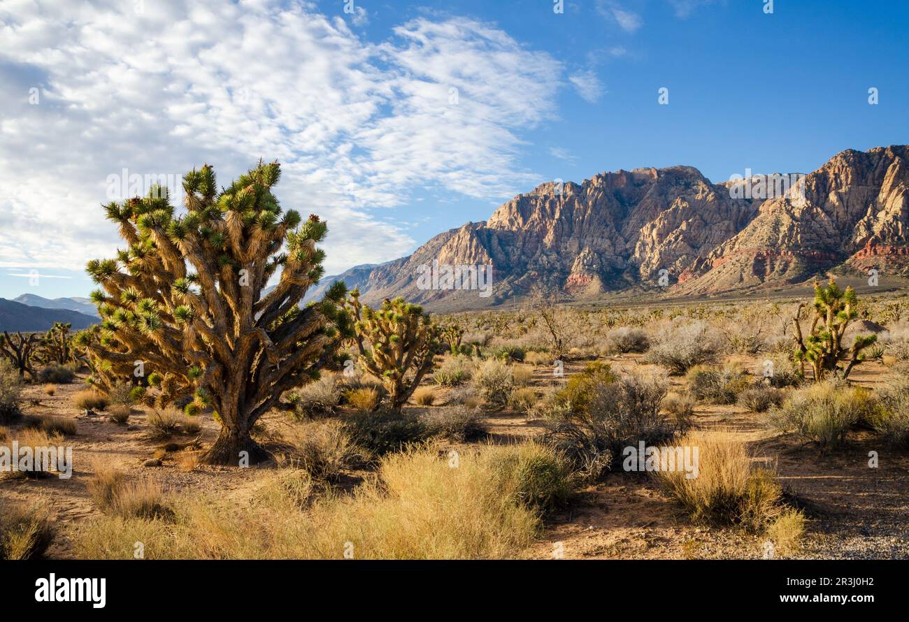 Spring Mountain Ranch State Park in Nevada Stock Photo - Alamy