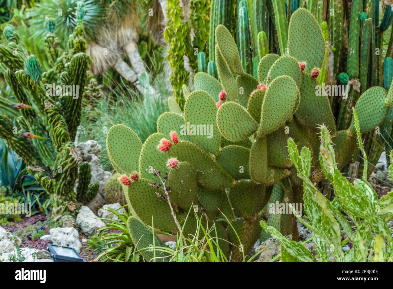 Red cactus fruits on hi-res stock photography and images - Alamy