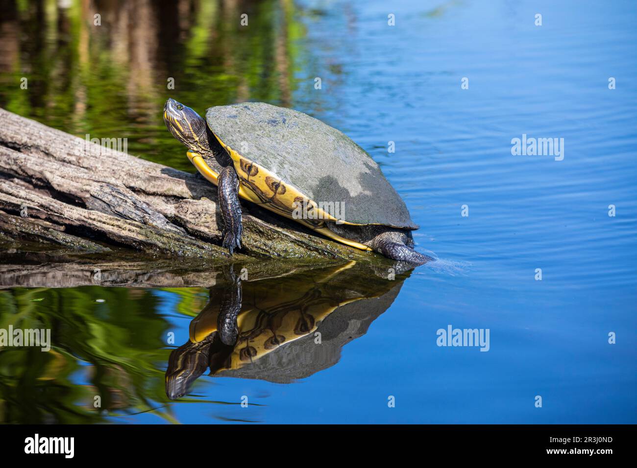 Freshwater Turtle, Laguna Ventanilla, Oaxaca, Mexico Stock Photo - Alamy
