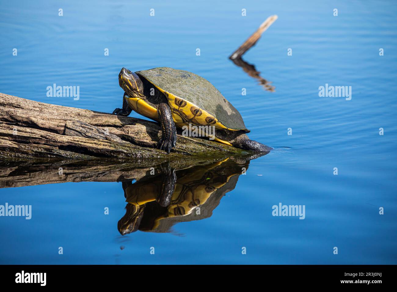Freshwater Turtle, Laguna Ventanilla, Oaxaca, Mexico Stock Photo - Alamy