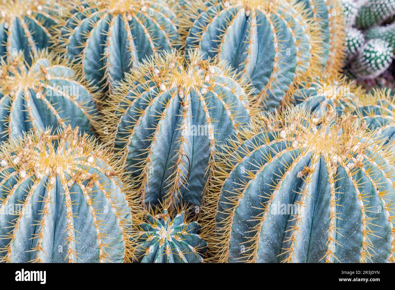 Crested cactus with lots of needles Stock Photo - Alamy