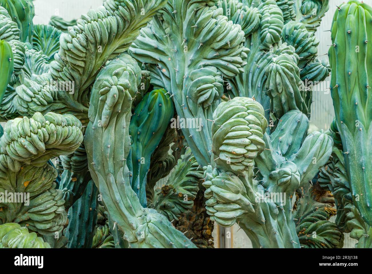 Crested cactus hi-res stock photography and images - Alamy