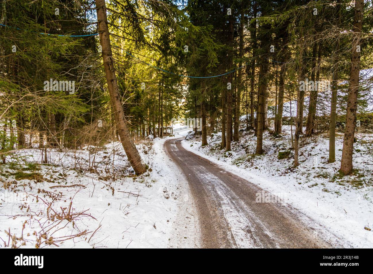 Forest path under snow hi-res stock photography and images - Alamy
