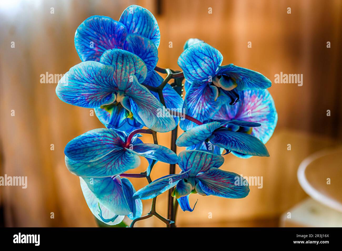 Blue orchid hi-res stock photography and images - Alamy