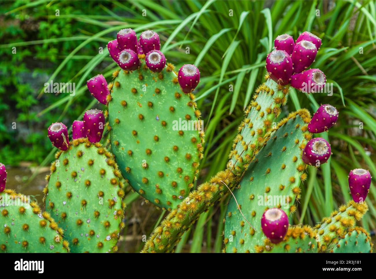 Red cactus fruits on hi-res stock photography and images - Alamy