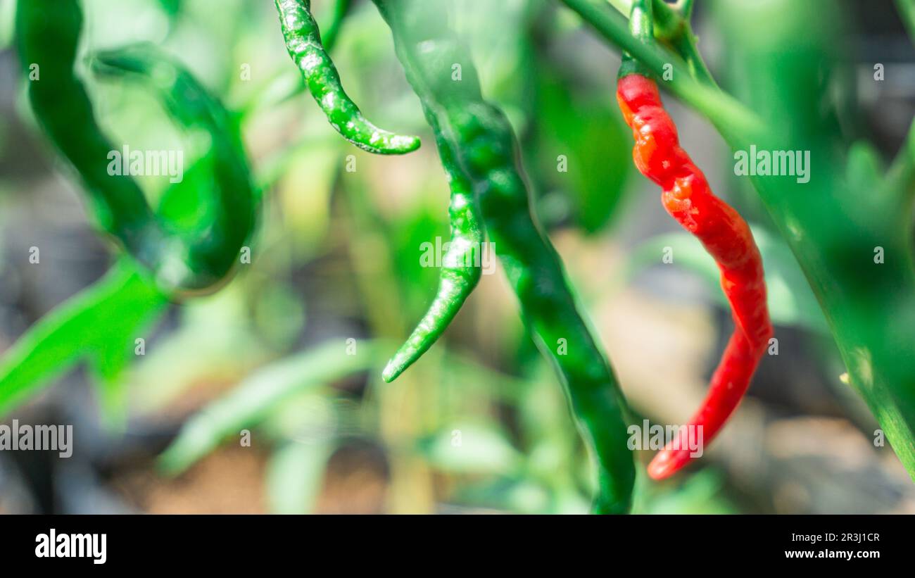 Red and green curly chili (Capsicum annum L.) hanging from the tree ...