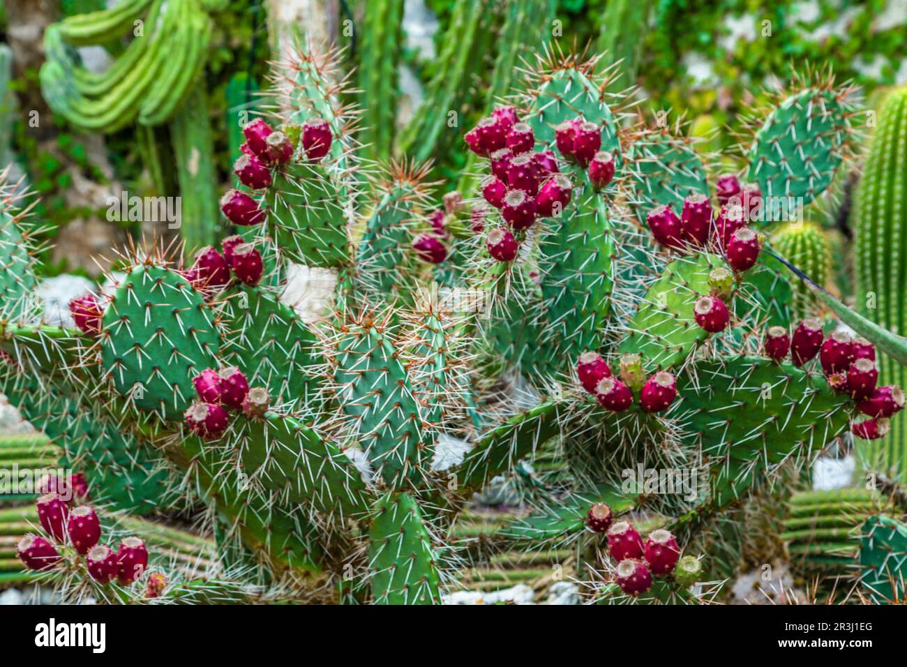 Red cactus fruits on hi-res stock photography and images - Alamy