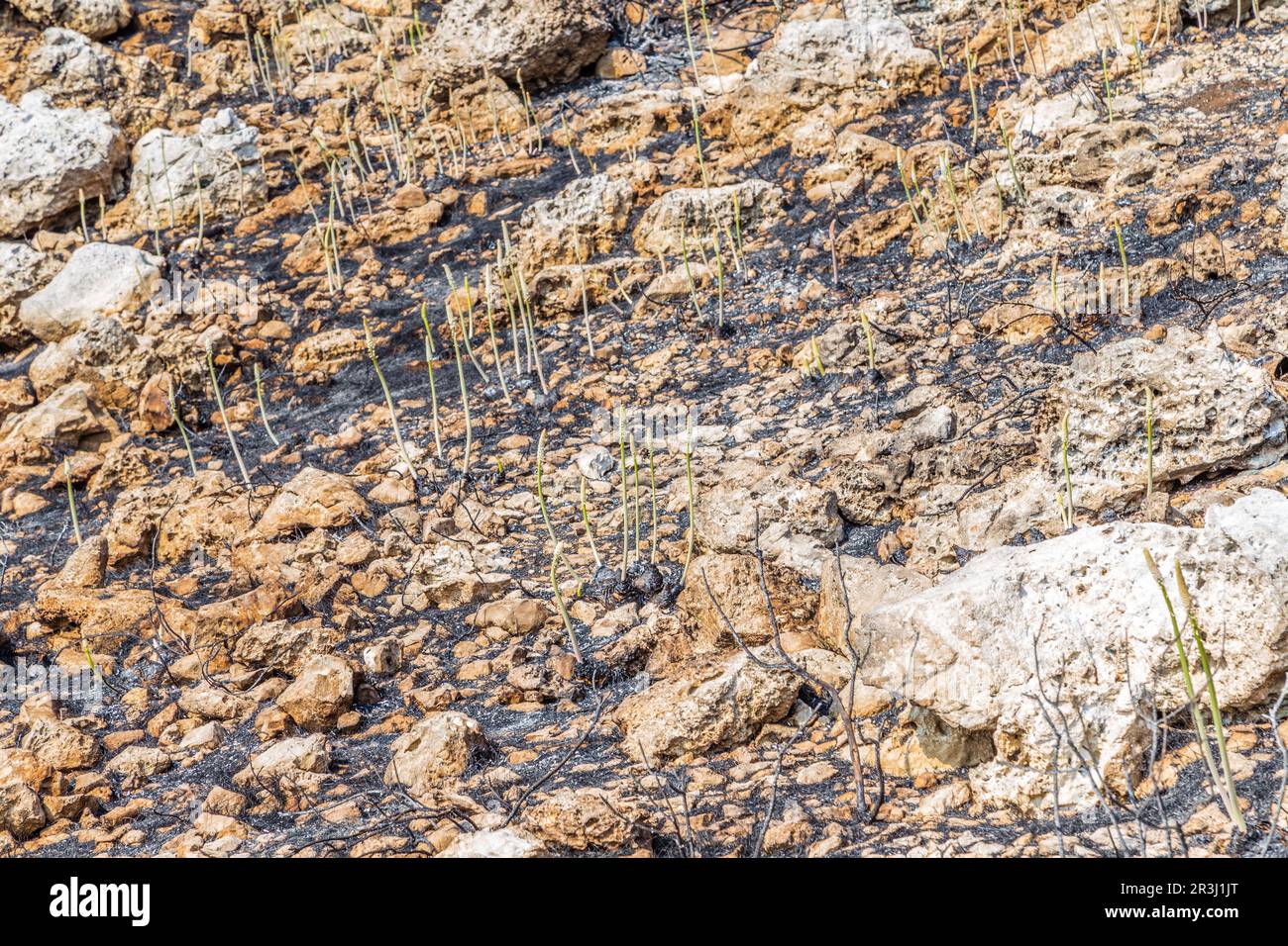 Plants cliffs rocks hi-res stock photography and images - Alamy