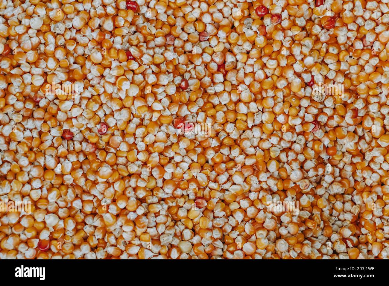 Golden chicken movie hi-res stock photography and images - Alamy