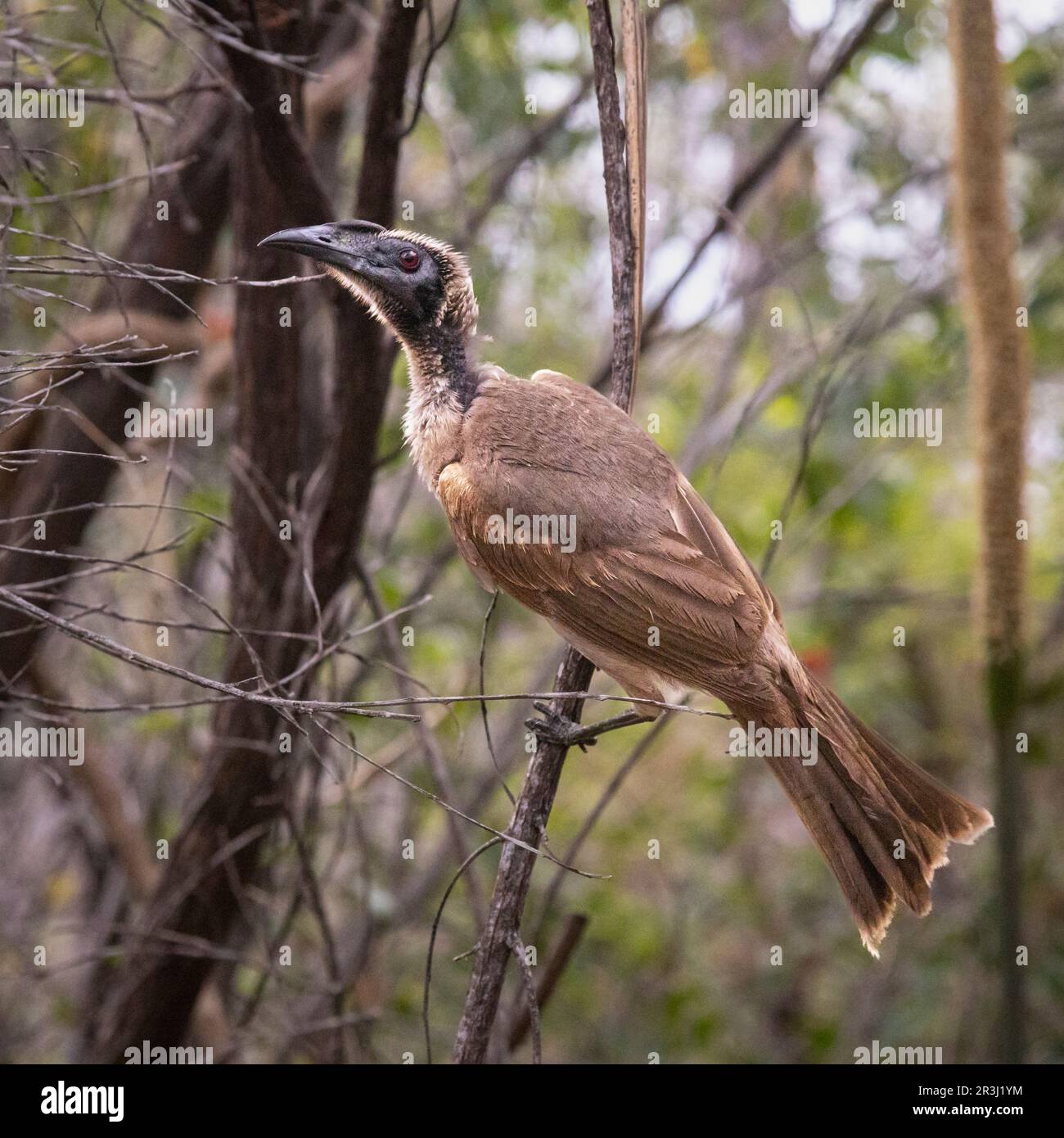 Helmeted leatherhead hi-res stock photography and images - Alamy