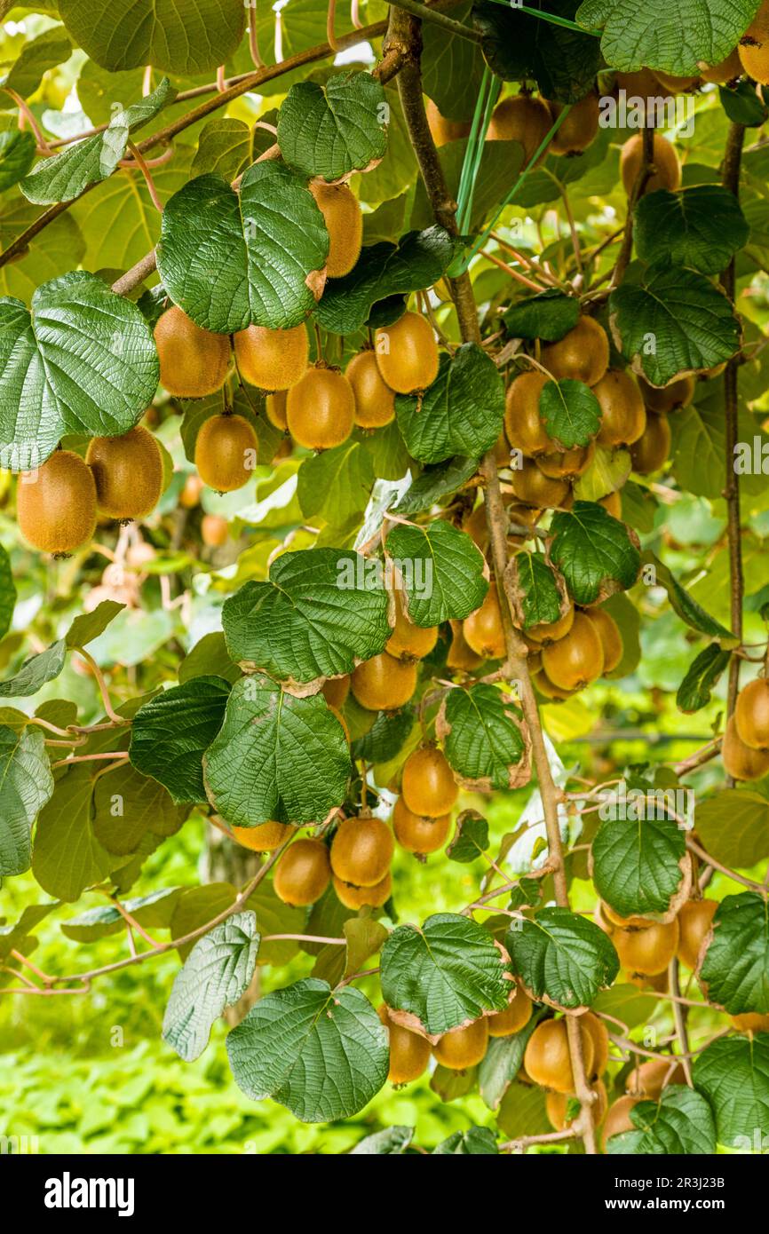 Kiwi vine leaf hi-res stock photography and images - Alamy