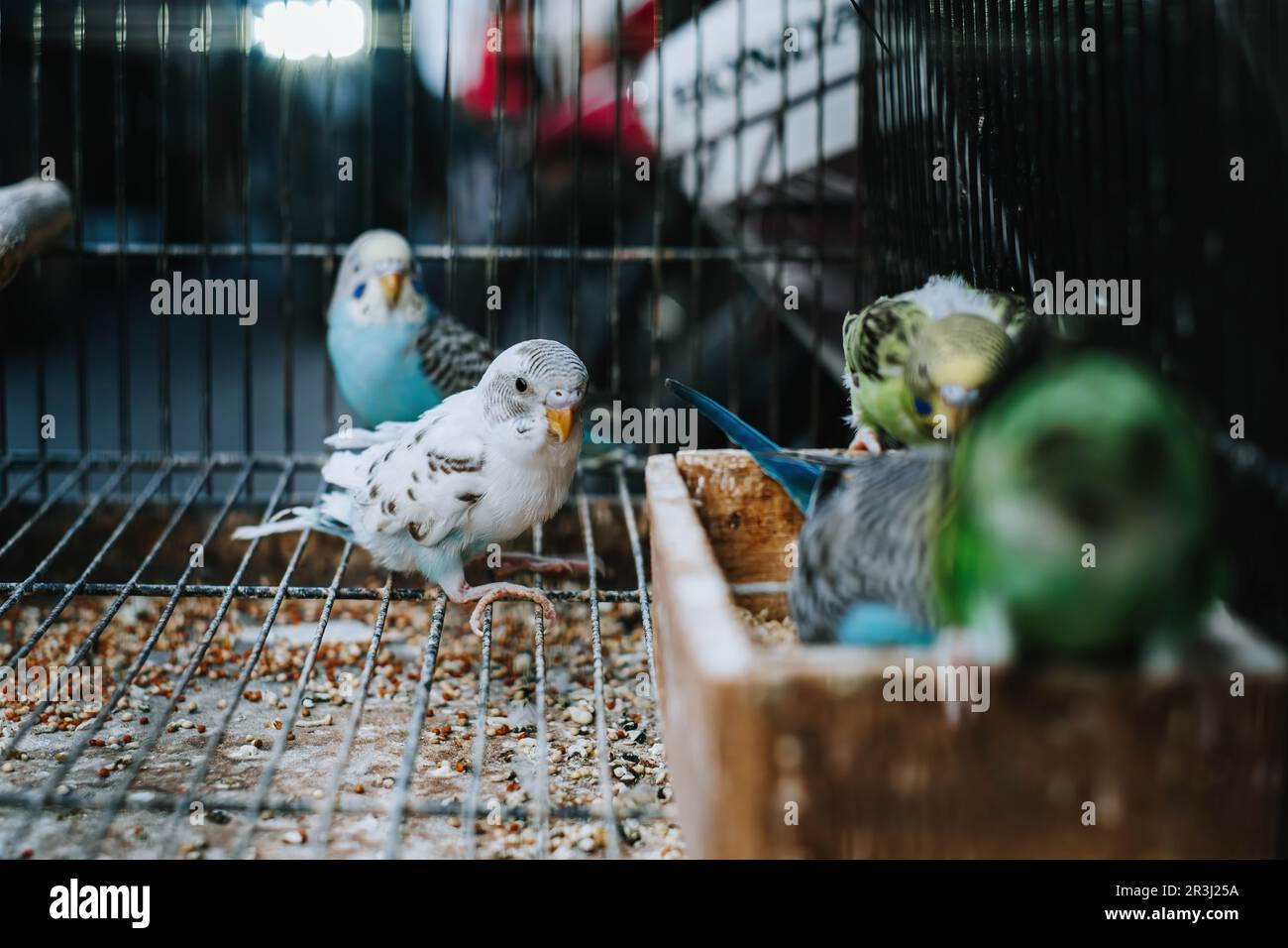 Flock parrots in cage hi-res stock photography and images - Alamy