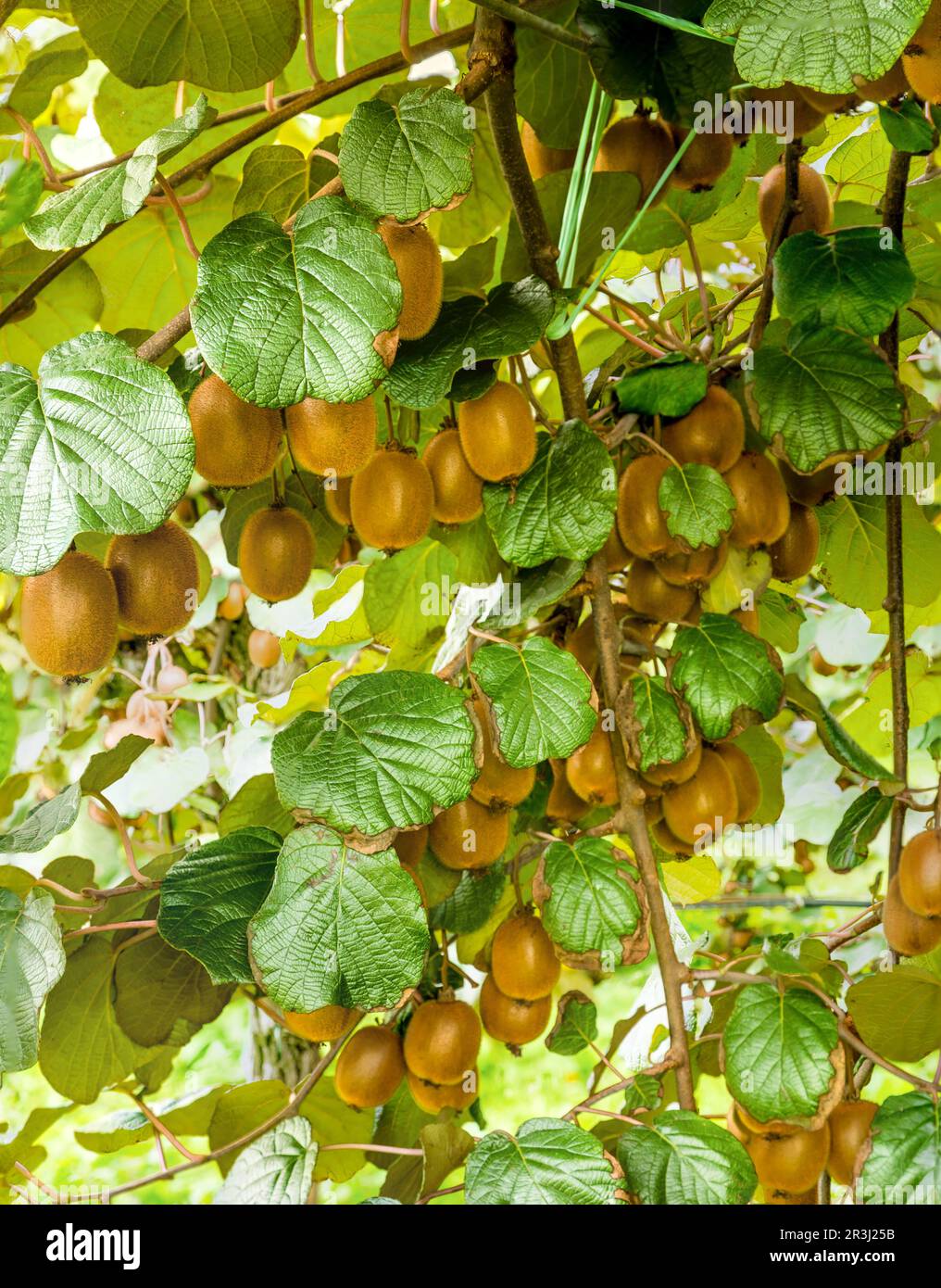 Kiwi vine leaf hi-res stock photography and images - Alamy