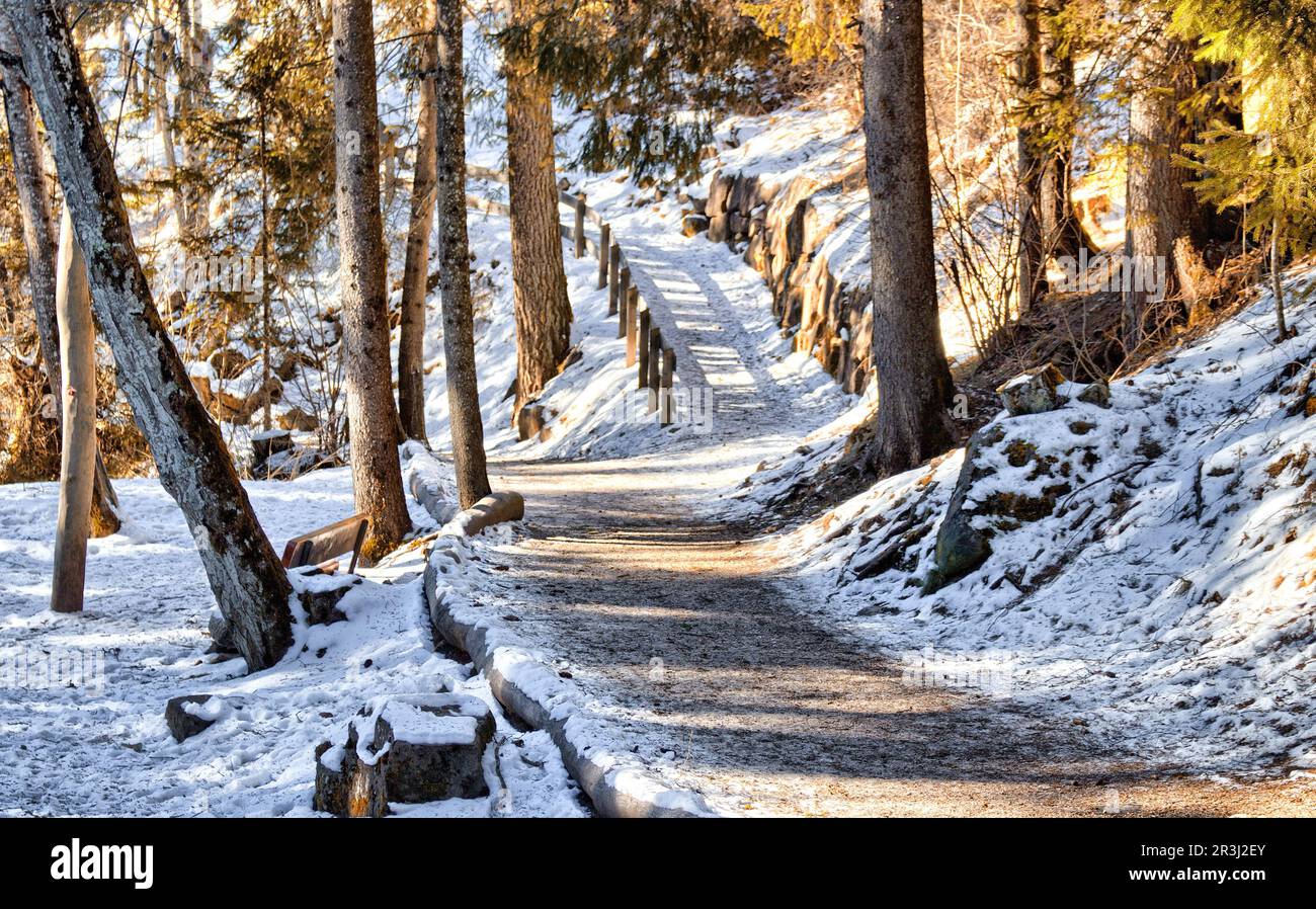 Walk path in alpine forest on Dolomites mountains Stock Photo - Alamy