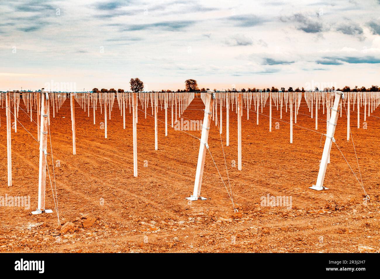 Rows of precast poles to support fruit trees Stock Photo - Alamy