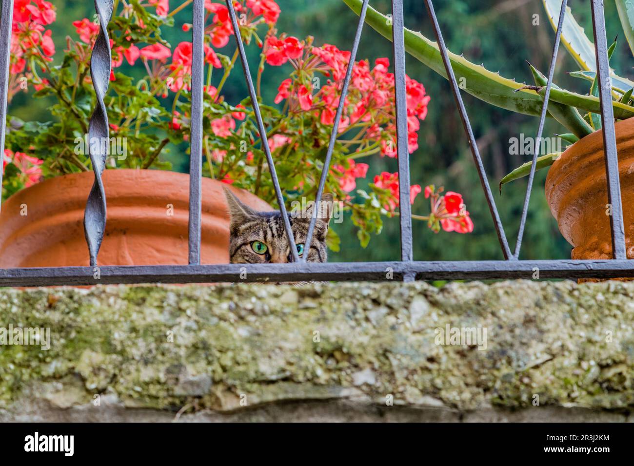 Tabby cat behind railing next to red geraniums Stock Photo - Alamy