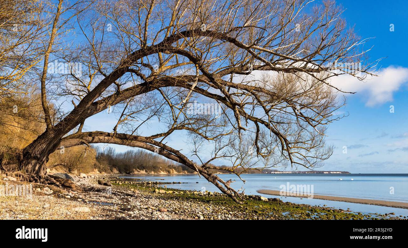 German Baltic coast in spring Stock Photo - Alamy