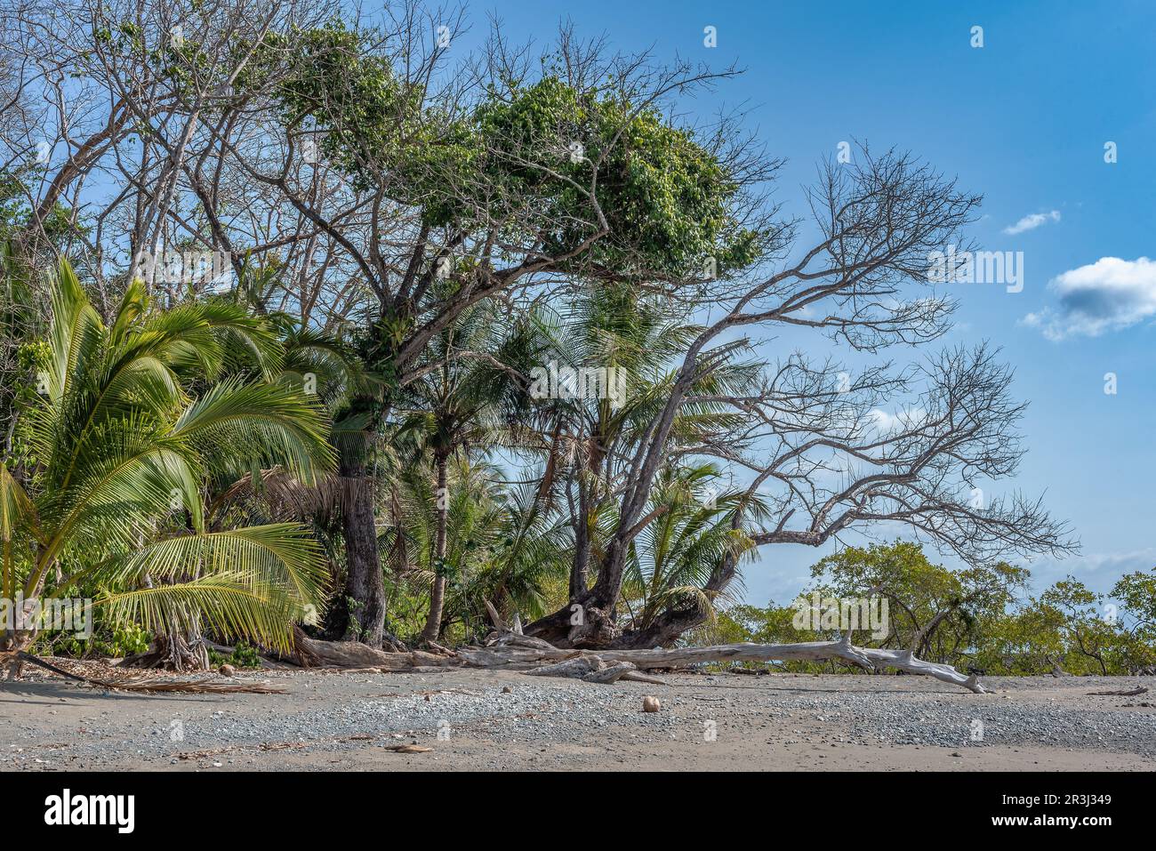 tropical beach on the cebaco island, Panama Stock Photo - Alamy