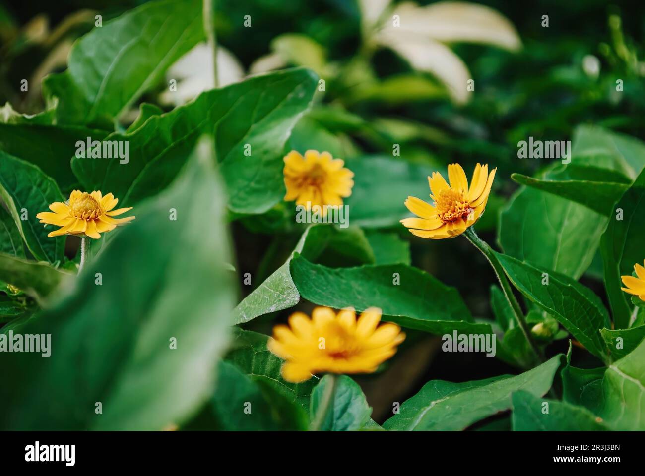 Melampodium showstar hi-res stock photography and images - Alamy