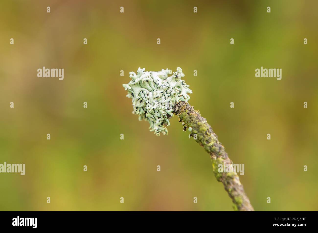 Green lichen hi-res stock photography and images - Alamy