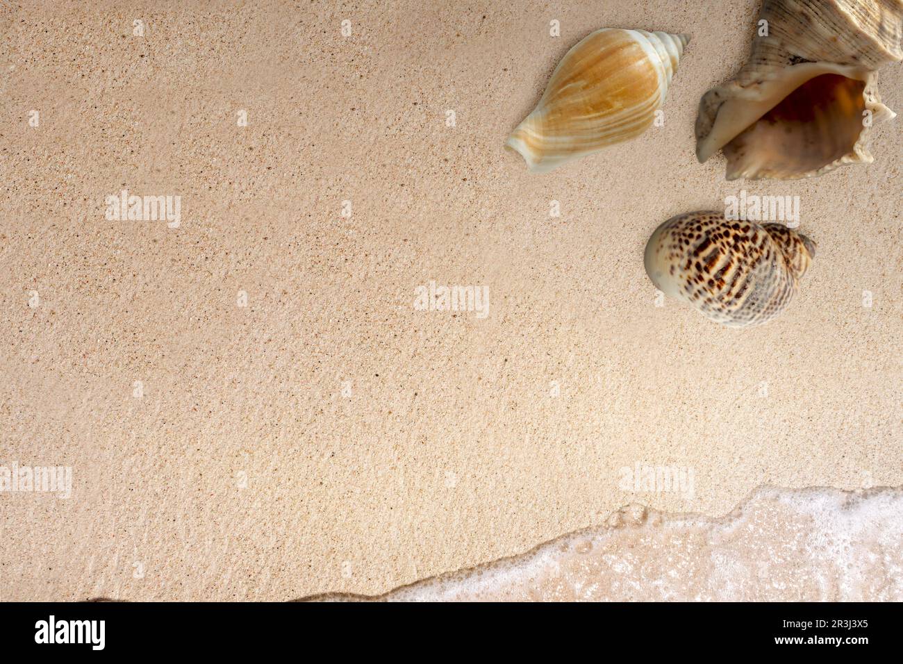 Seashells with ocean water waves on the sandy beach. Nature background ...