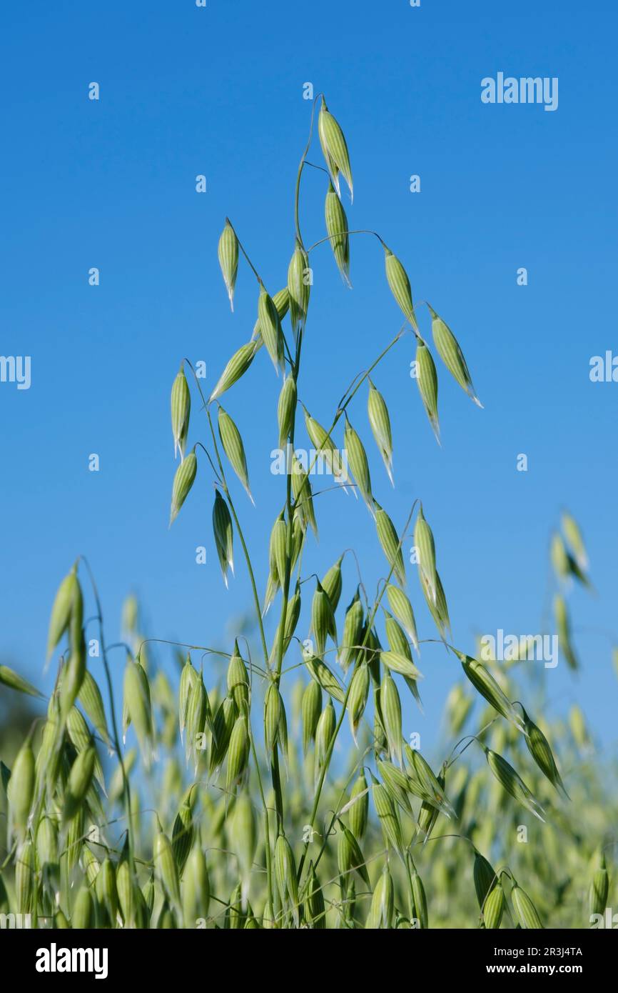 Oat detail hi-res stock photography and images - Alamy